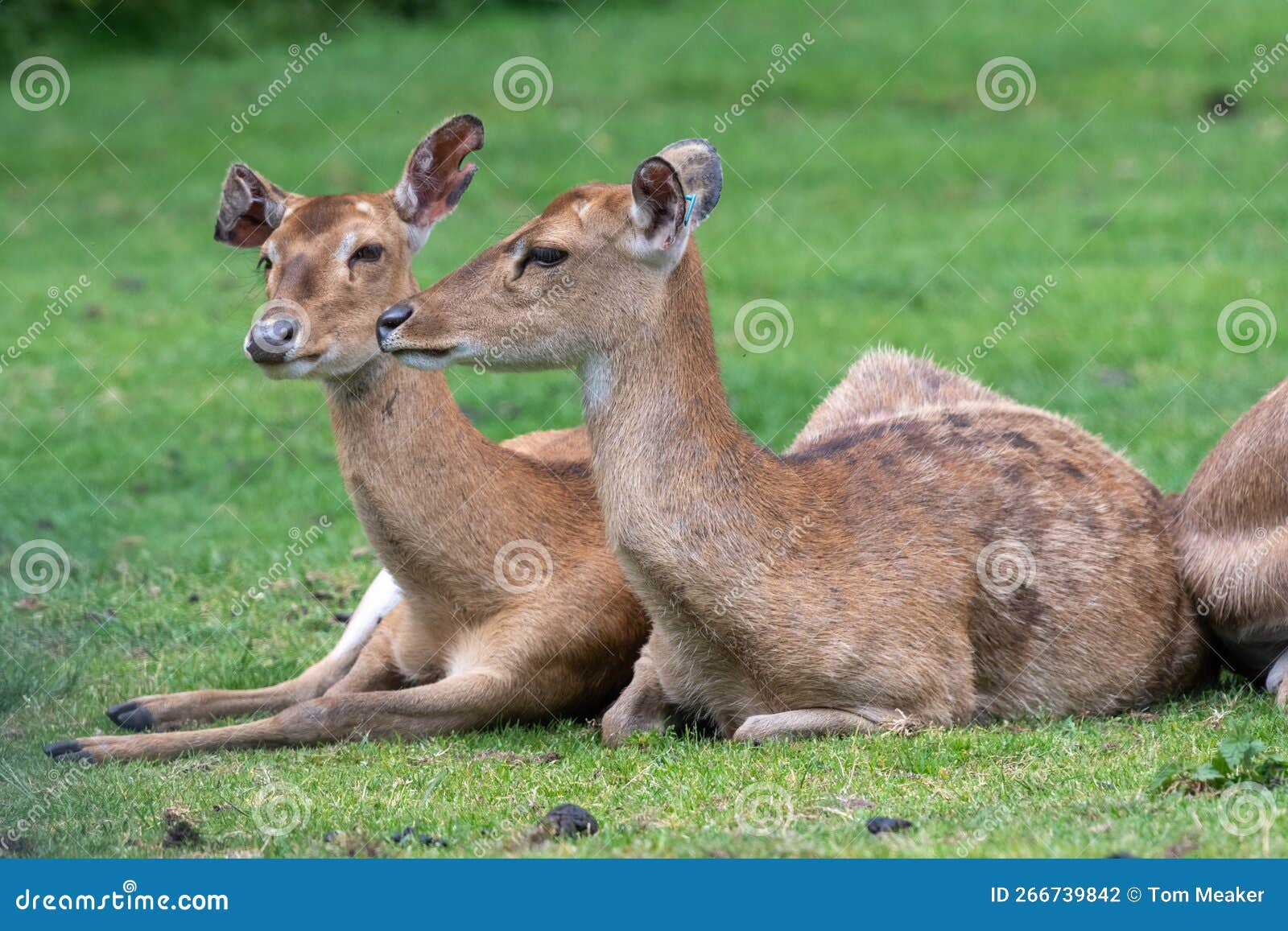 Persian Fallow Deer Dama Mesopotamica Stock Photo - Image of laying ...