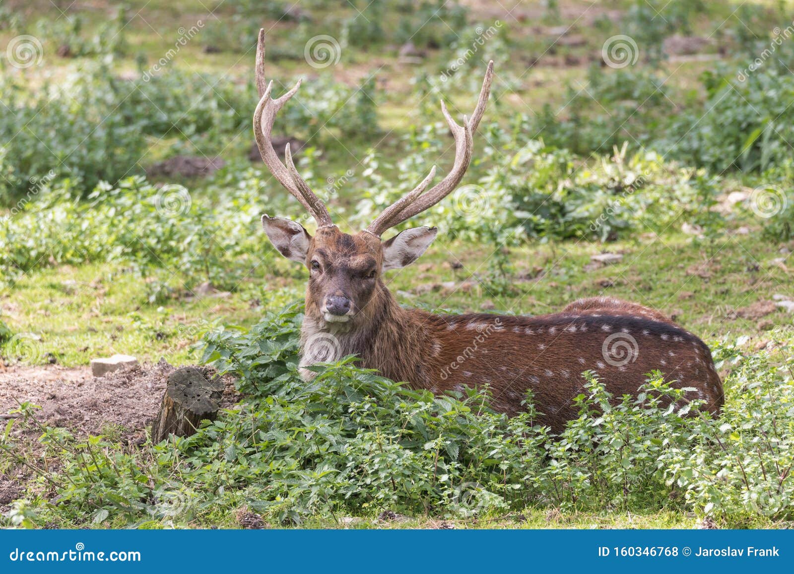 The Persian Fallow Deer is Looking at the Camera Stock Photo - Image of ...