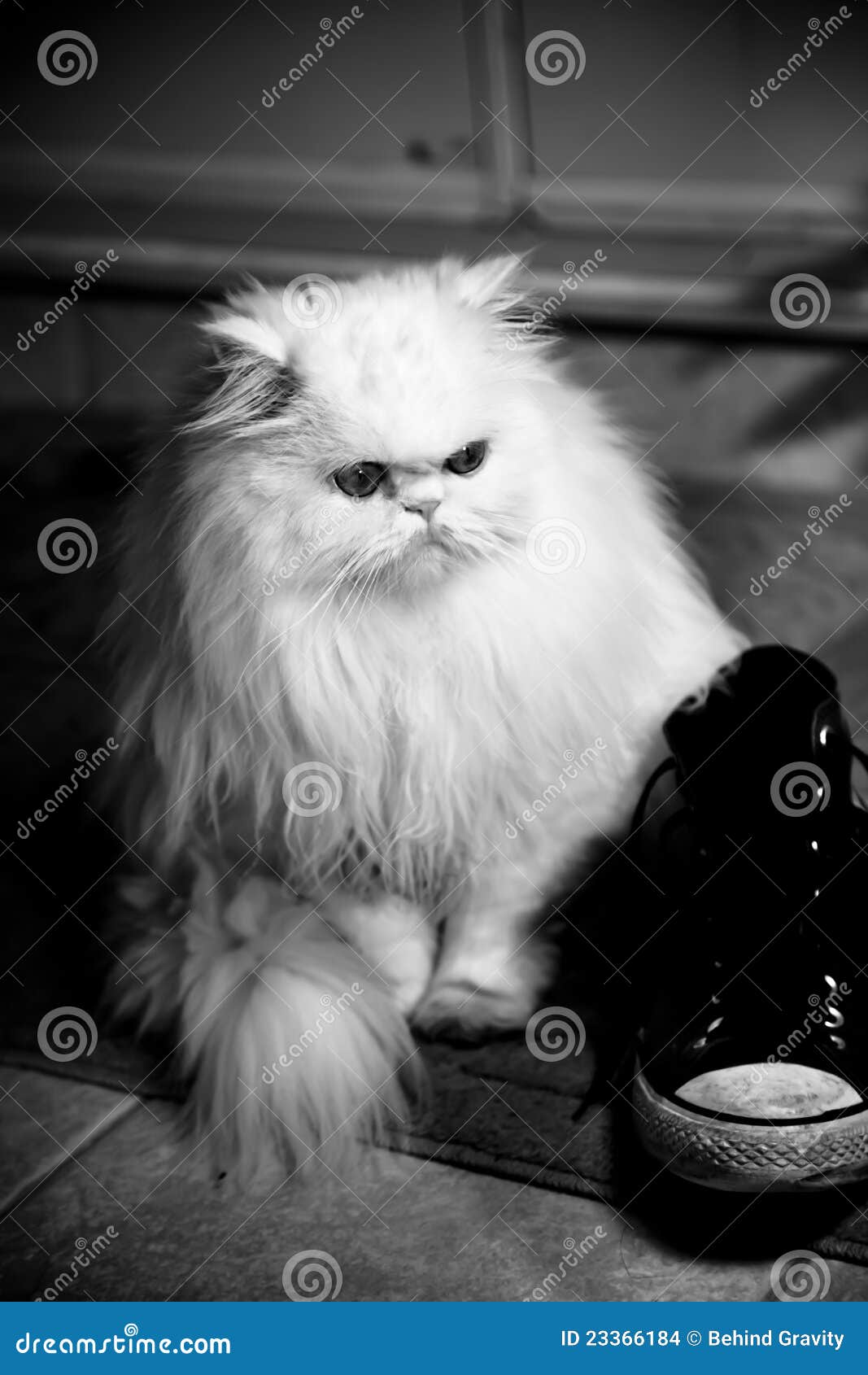 White Himalayan Persian Cat
