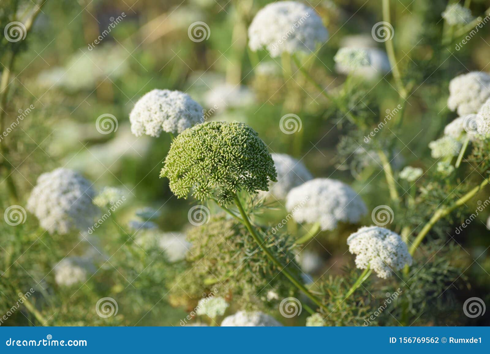 Persian Hogweed stock photo. Image of plants, hogweed - 156769562