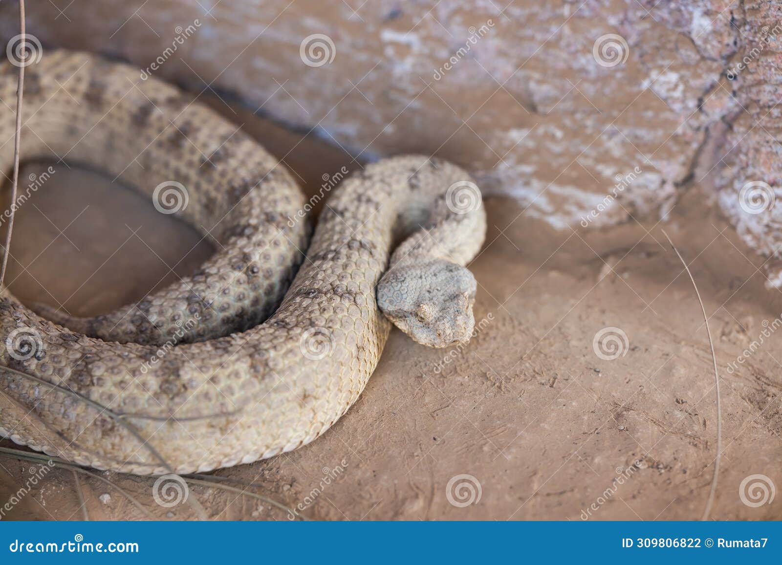 Persian Horned Viper (Pseudocerastes Persicus), or False Horned Viper ...