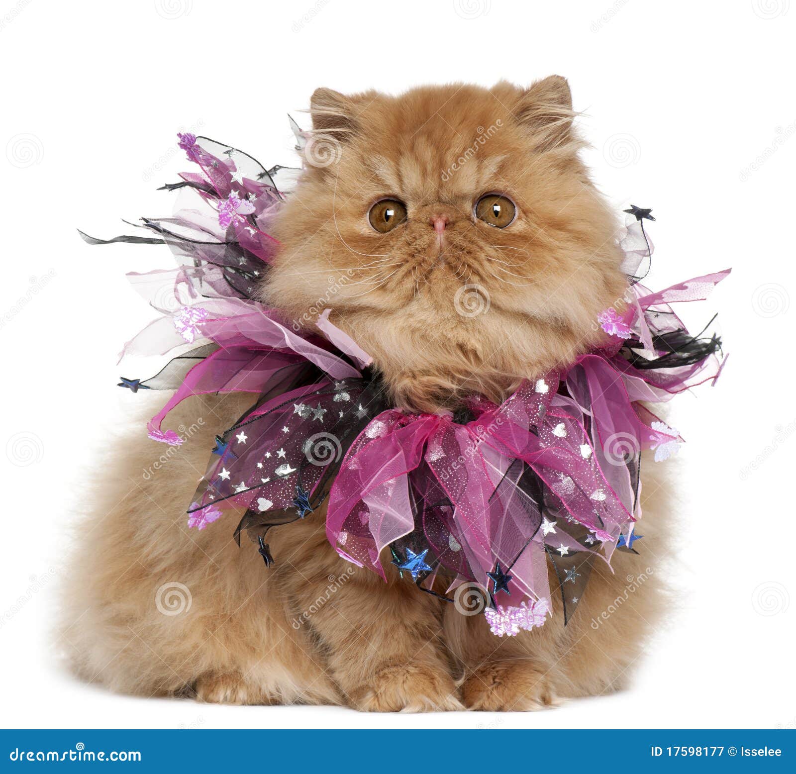 Persian Kitten Wearing Ribbons Stock Photos - Free & Royalty-Free Stock ...