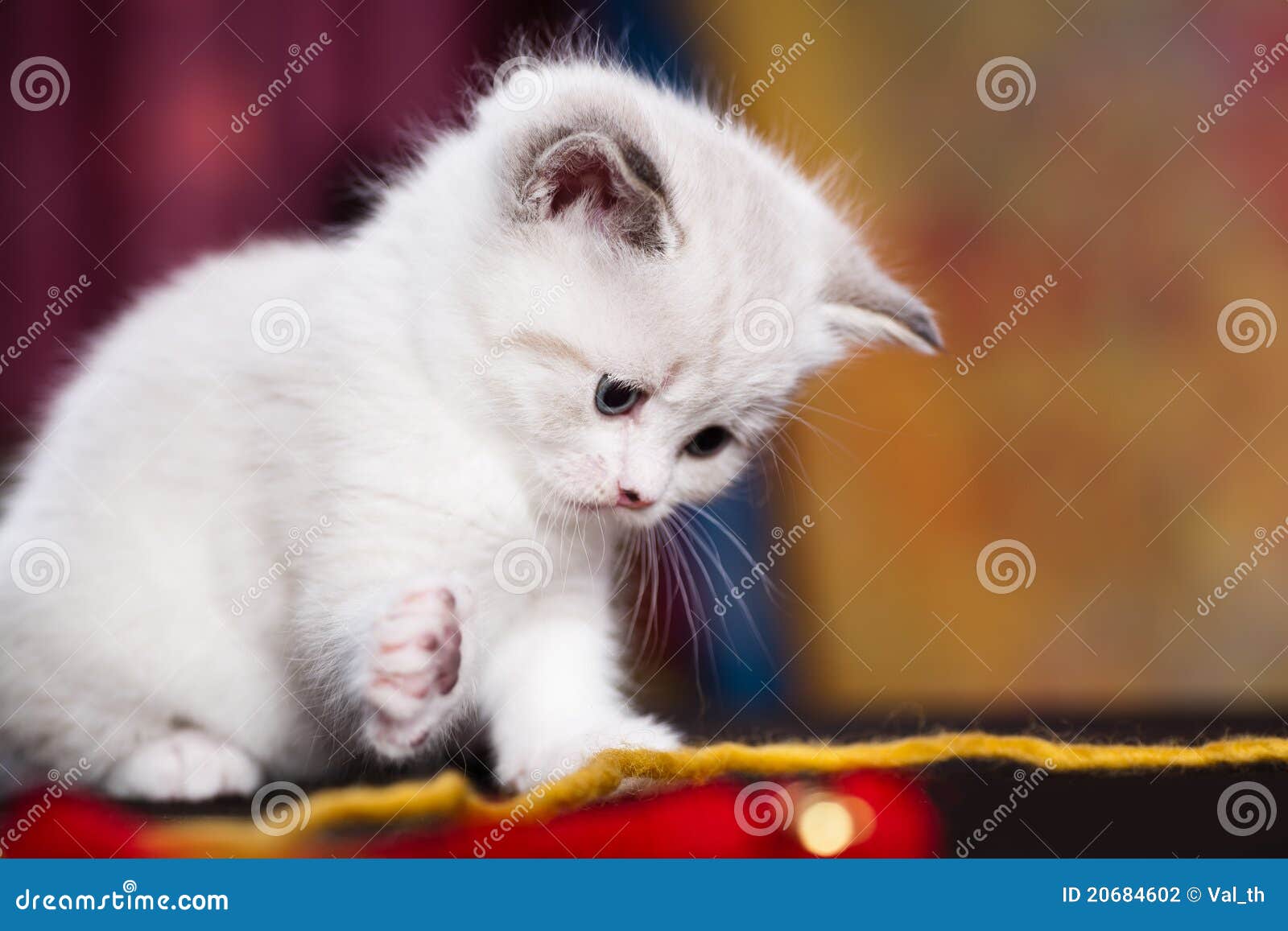 Persian kitty stock photo. Image of pets, pussycat, furry - 20684602