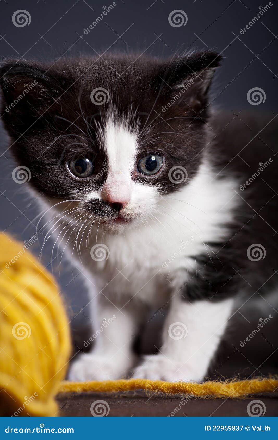 Persian kitty stock image. Image of portrait, kitty, feline - 22959837