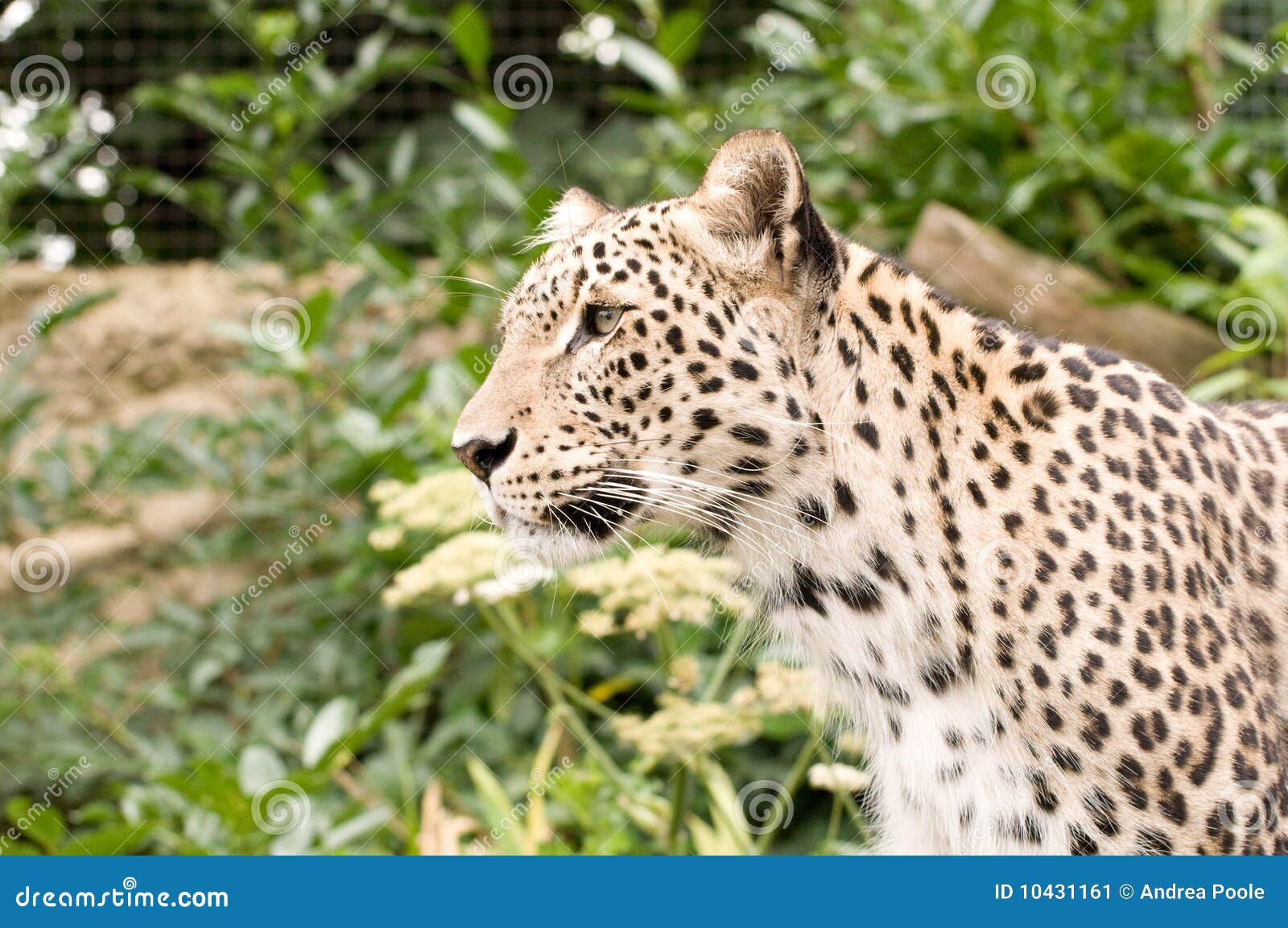 Persian Leopard stock image. Image of animal, wildlife - 10431161