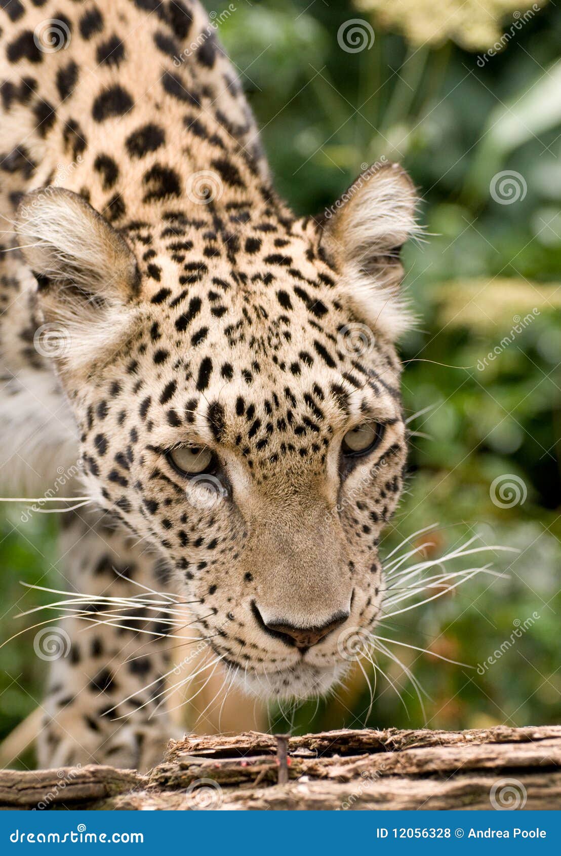 Persian Leopard stock photo. Image of persian, mammal - 12056328