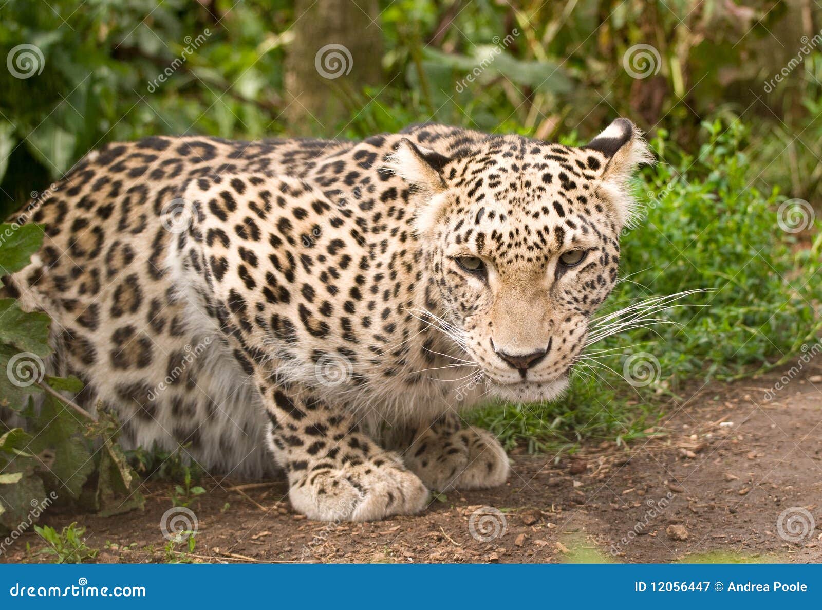 Persian Leopard stock image. Image of spotted, mammal - 12056447