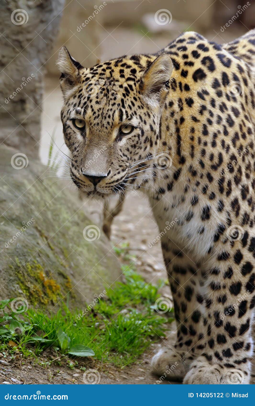 Persian Leopard stock photo. Image of spots, adult, looks - 14205122