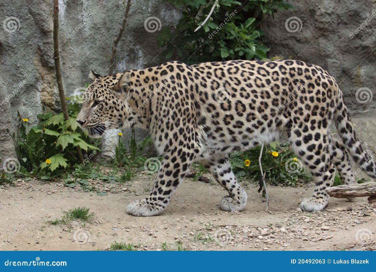 Persian Leopard