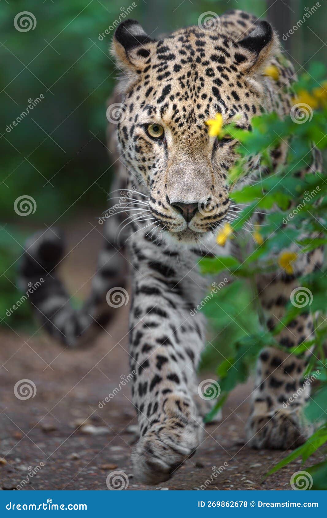 Persian leopard stock photo. Image of environment, pardus - 269862678