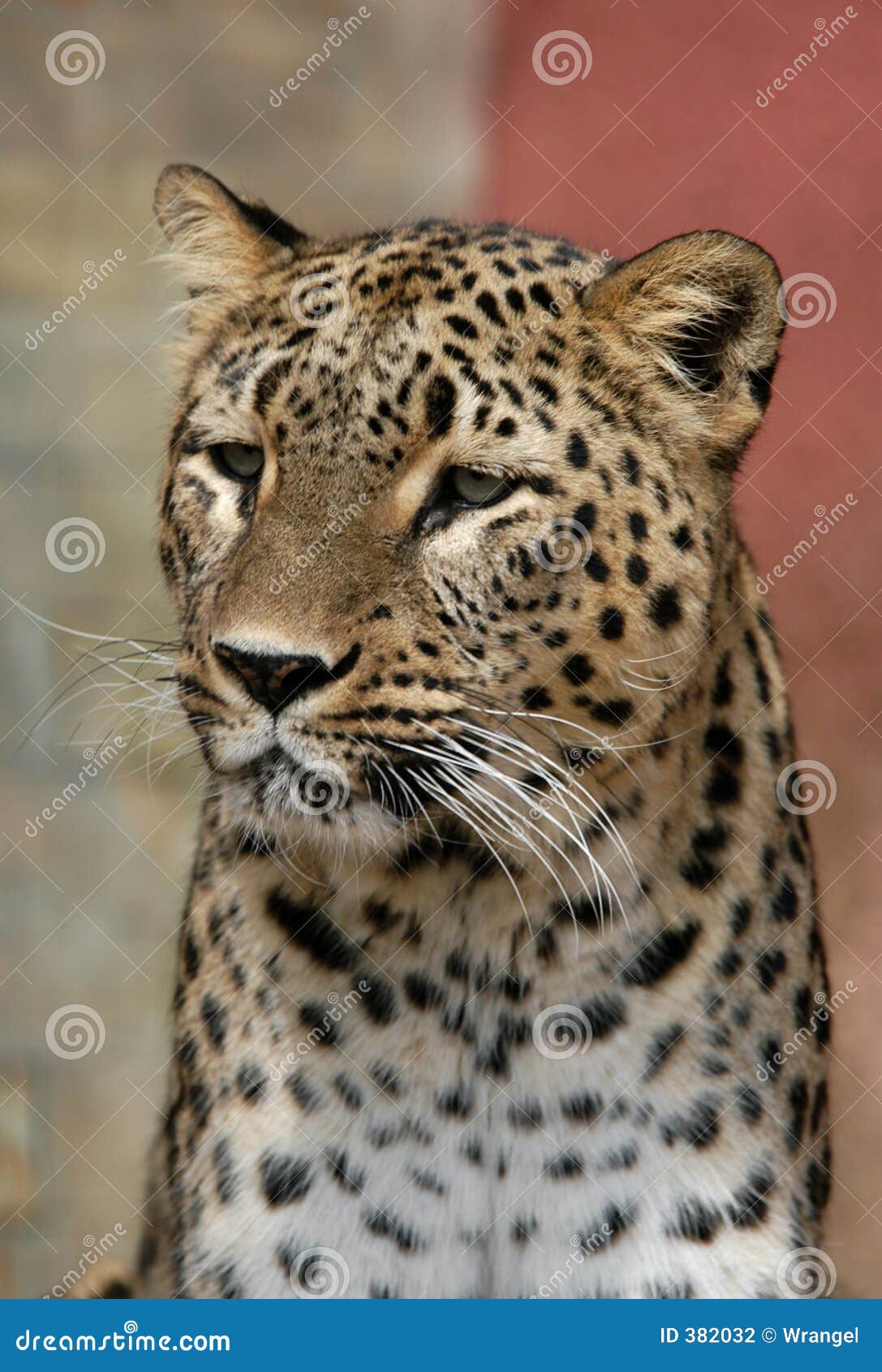 Persian Leopard stock photo. Image of carnivore, beast - 382032
