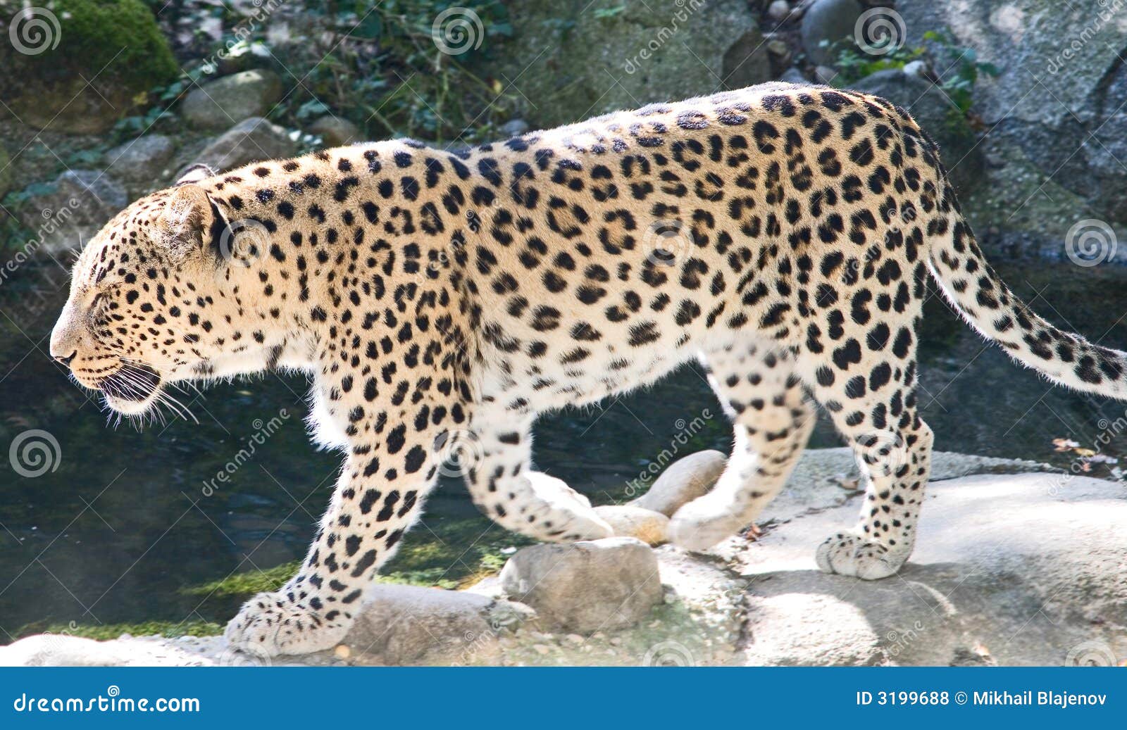 Persian Leopard 4 Picture. Image: 3199688