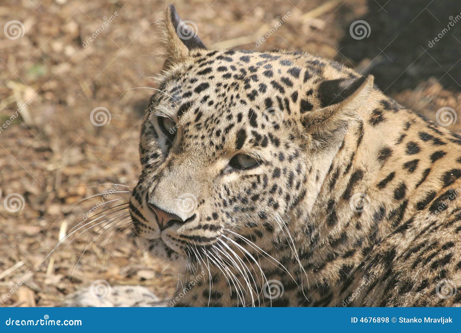 Persian Leopard In Wild