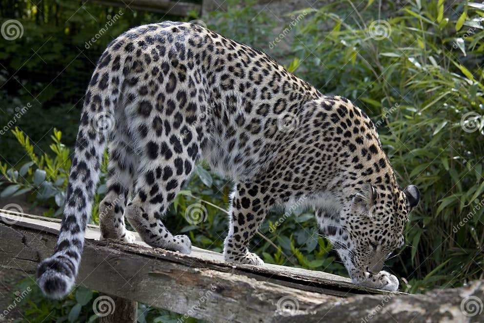 Persian leopard stock image. Image of predator, iran, nature - 9705903