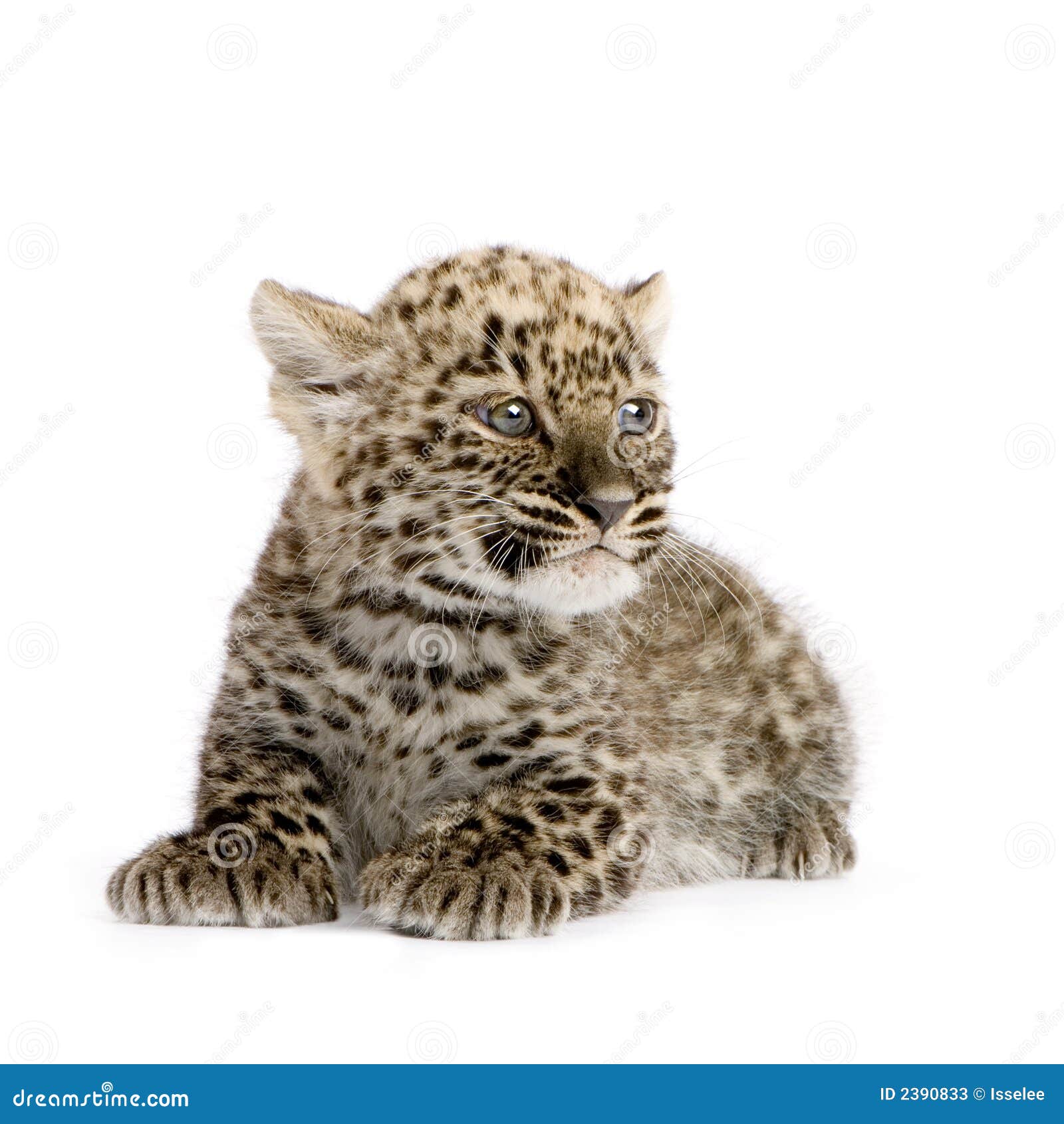 Persian Leopard Cubs