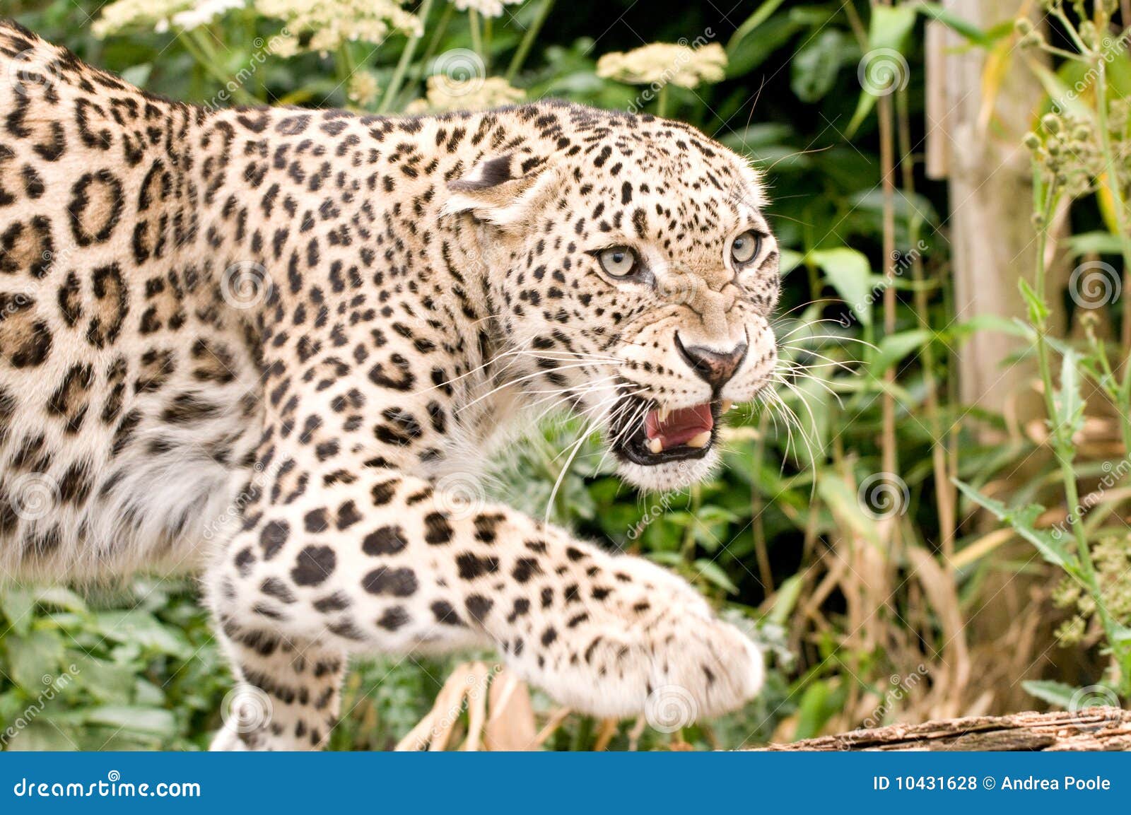 Persian Leopard Growling stock photo. Image of rare, leopard - 10431628
