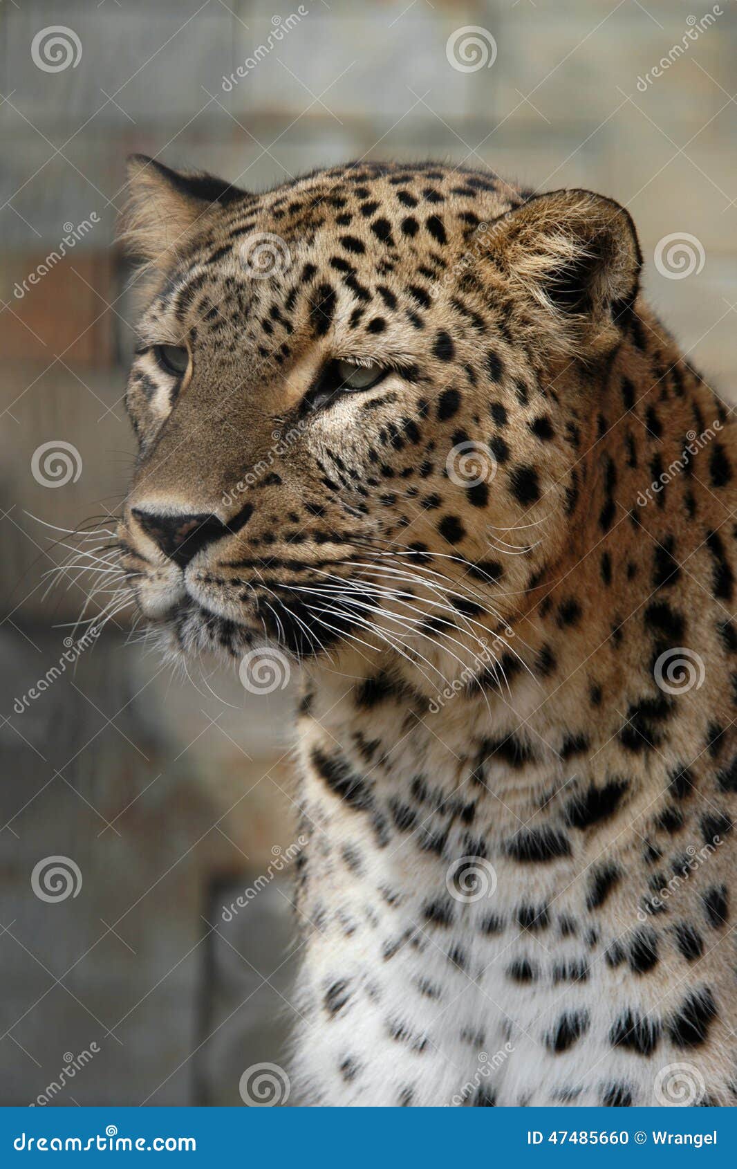 Persian leopard stock photo. Image of endangered, carnivore - 47485660
