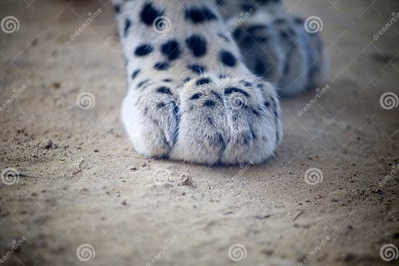 Persian leopards feet stock image. Image of black, hair - 8432233