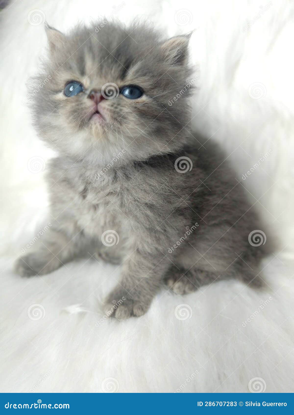 Persian male kitten stock image. Image of wildcat, grey - 286707283