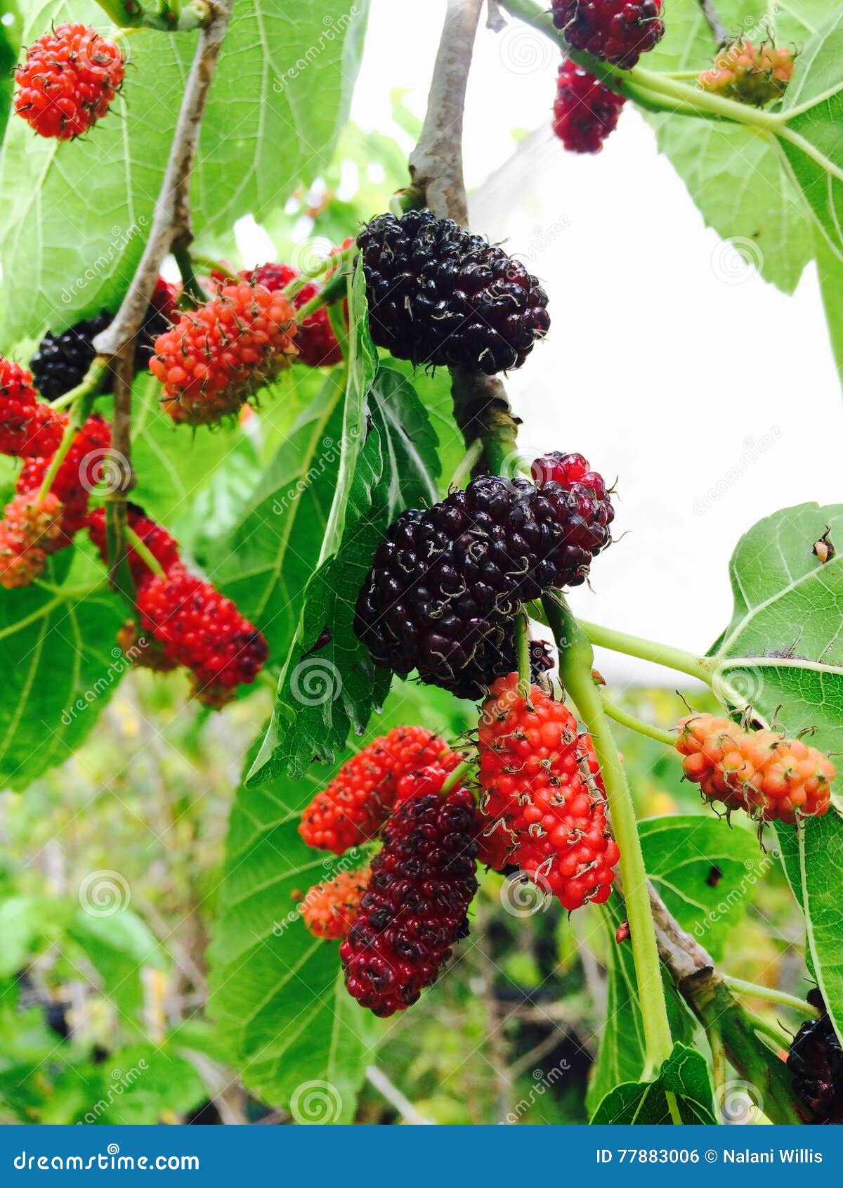 Persian Mulberry stock photo. Image of fruit, persian - 77883006