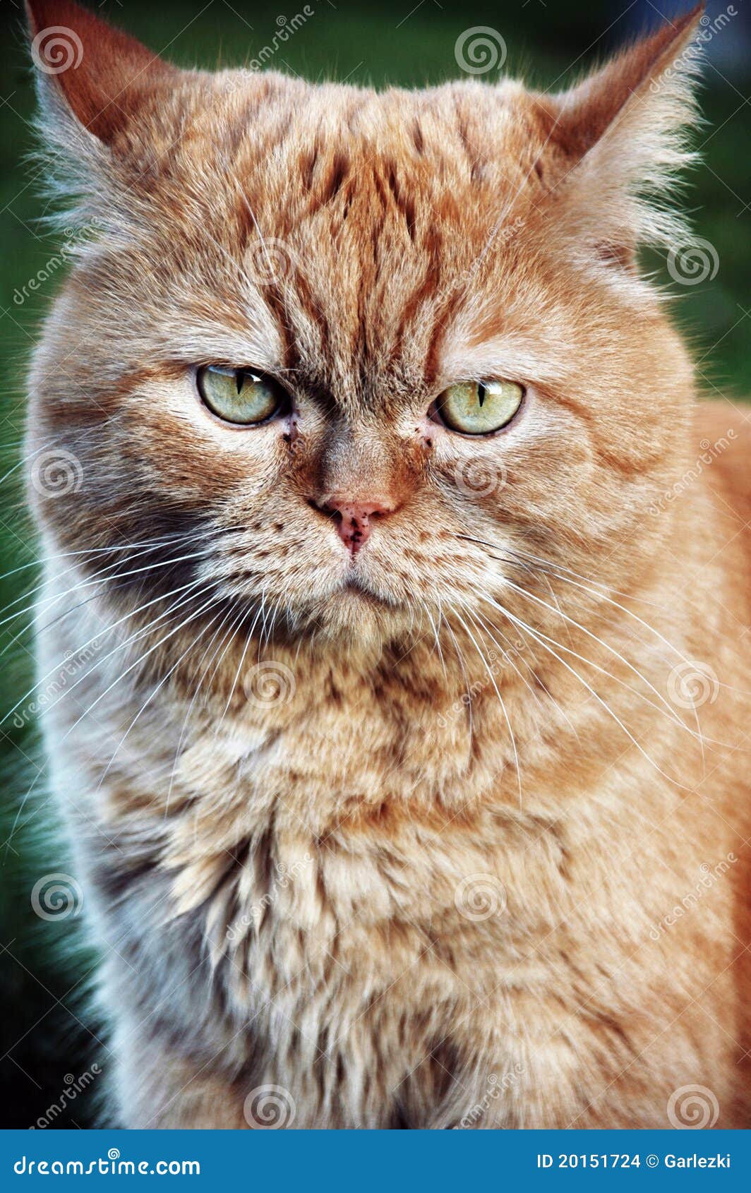 Persian Orange Angry Fat Cat Garfield. Fluffy Nice Red Cat, Angry ...