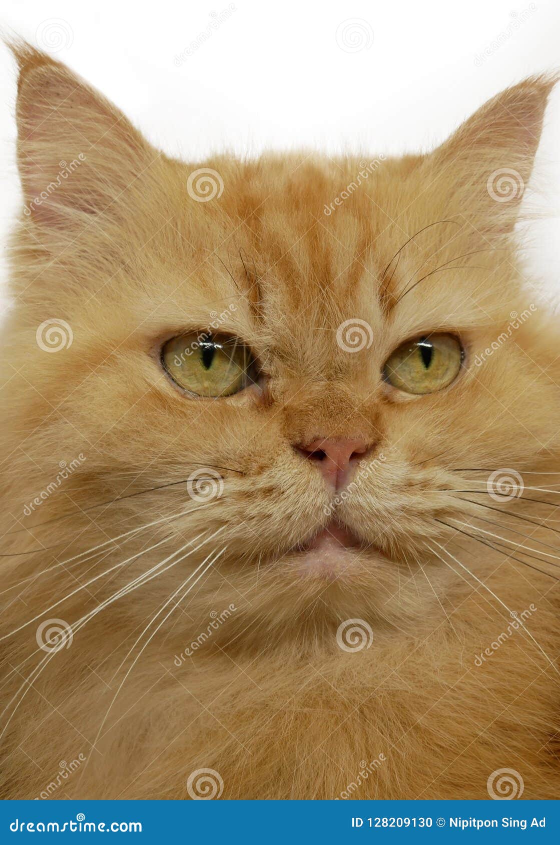Persian Orange Angry Fat Cat Garfield. Fluffy Nice Red Cat, Angry ...
