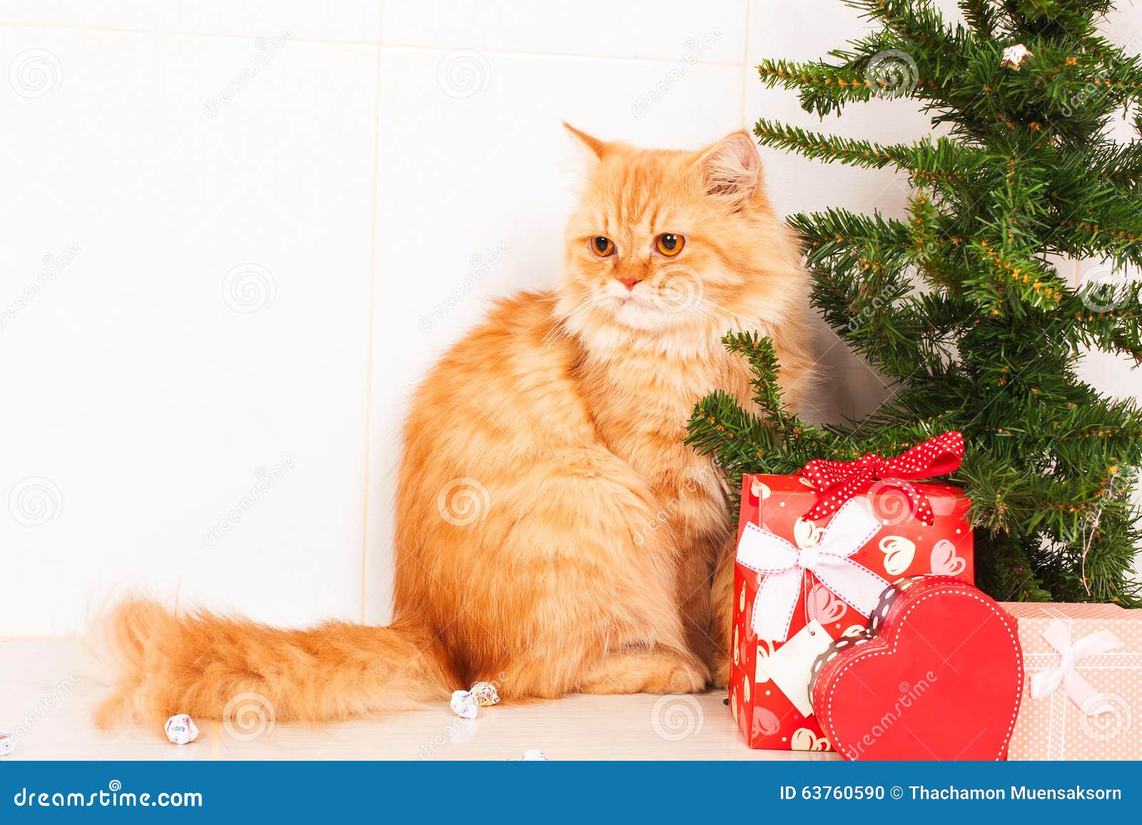 Persian Orange Angry Fat Cat Garfield. Fluffy Nice Red Cat, Angry ...