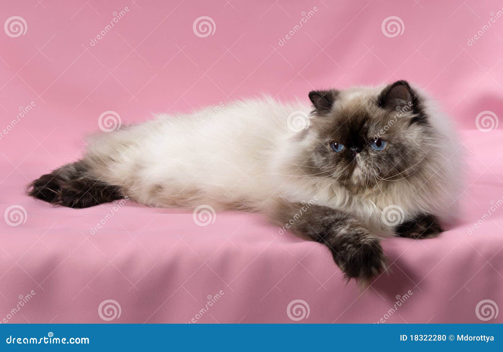 Persian Seal Tortie Colorpoint Cat Stock Photo - Image of lying ...