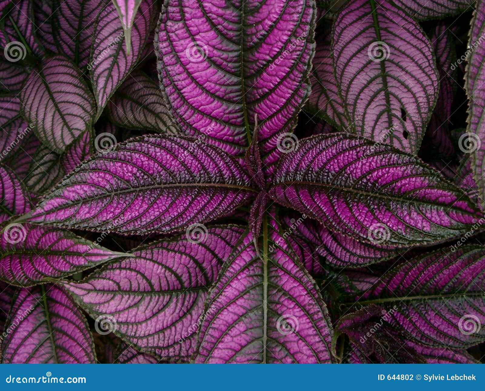 Persian Shield stock photo. Image of bright, pink, evergreen - 644802