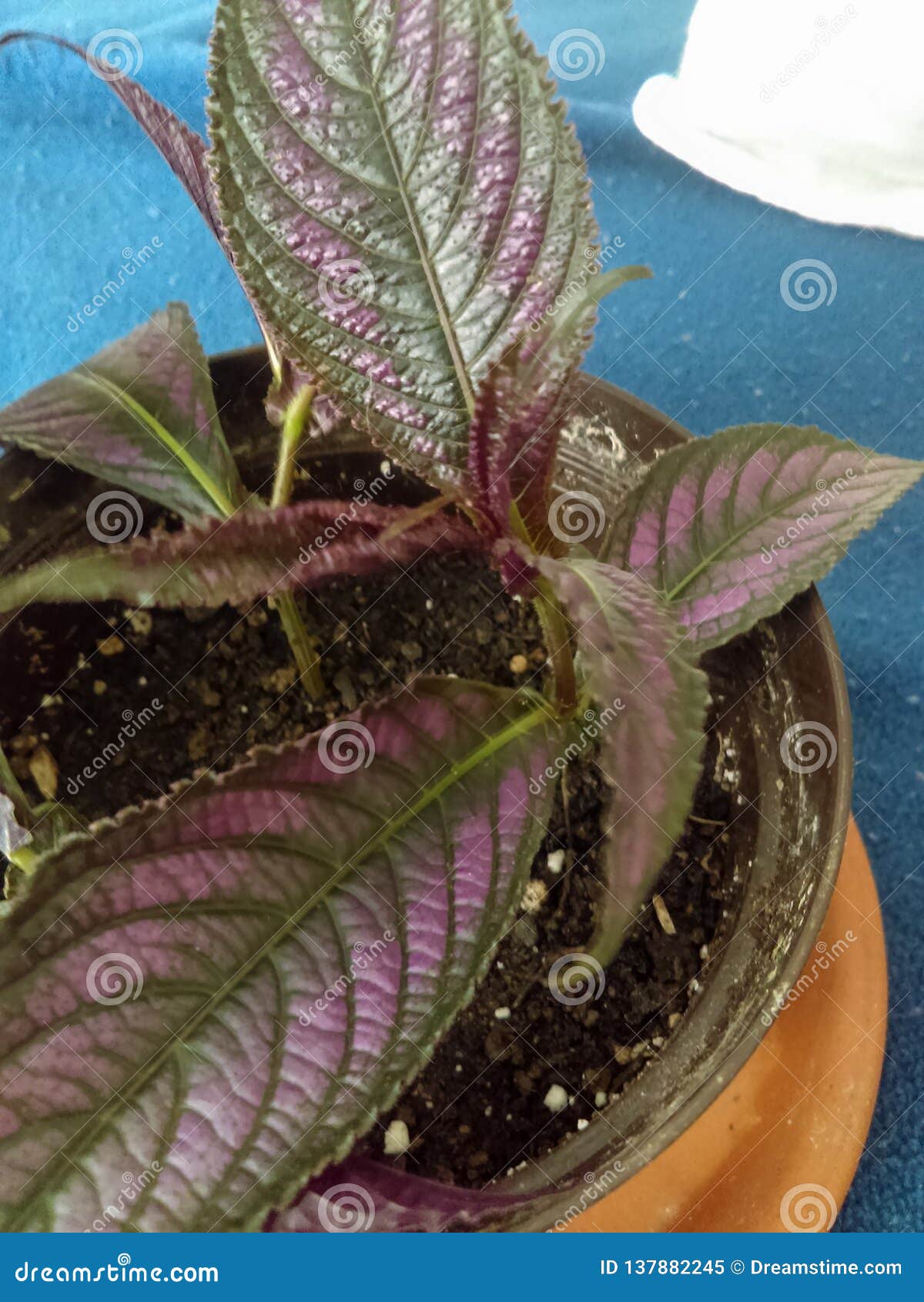 Persian shield stock image. Image of cool, purple, shield - 137882245