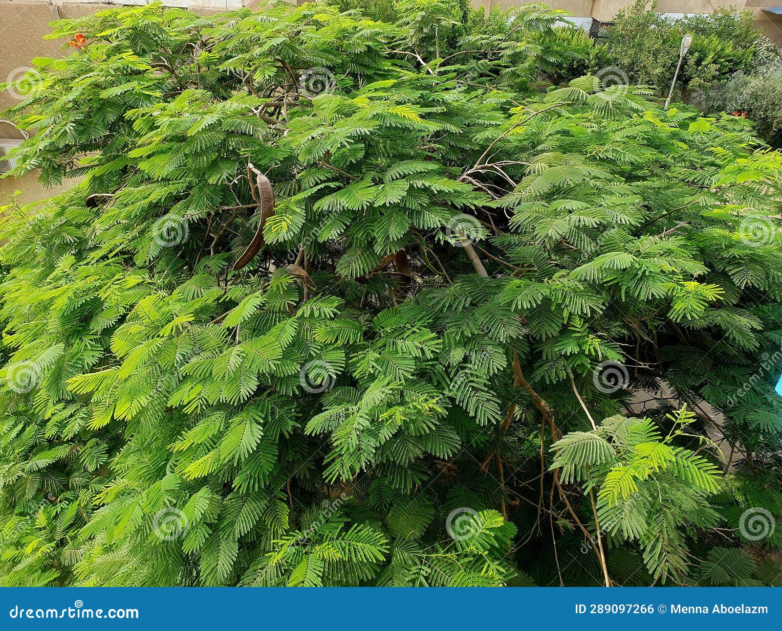 Persian Silk Large Green Tree Stock Photo - Image of large, persian ...