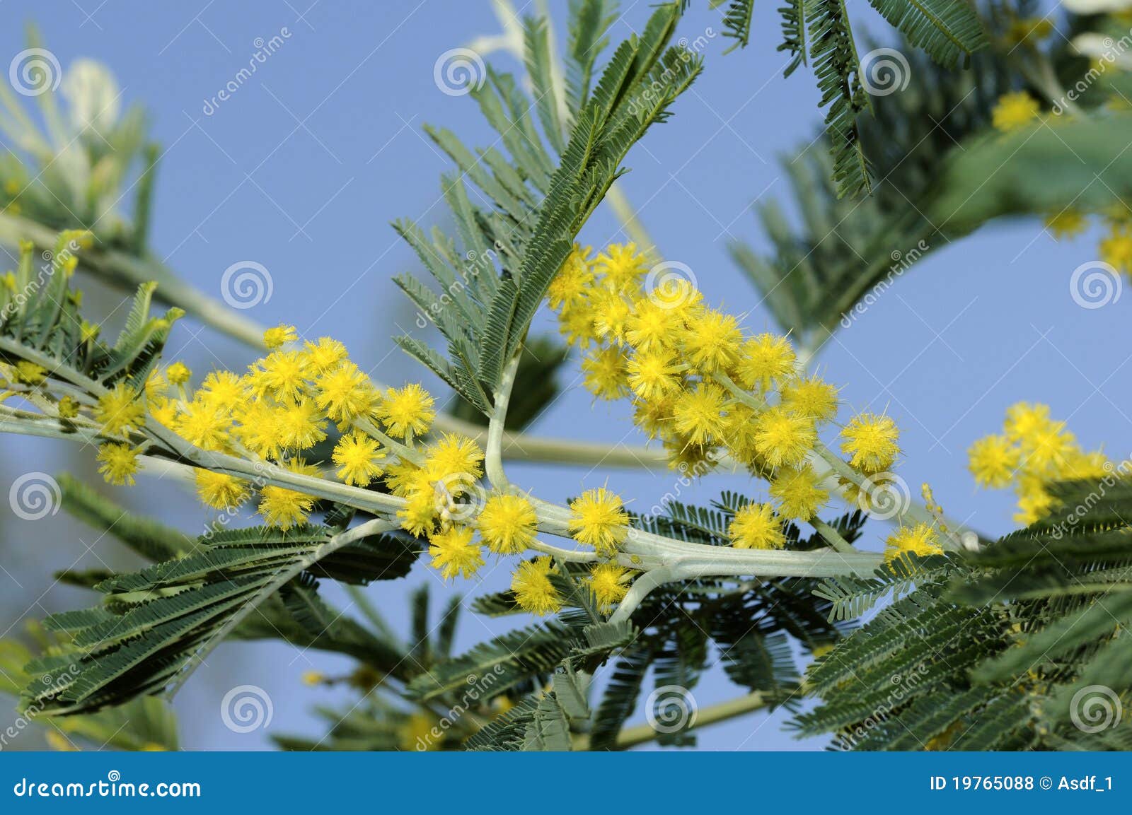 Persian Silk Tree (Albizia Julibrissin) Stock Photo | CartoonDealer.com ...