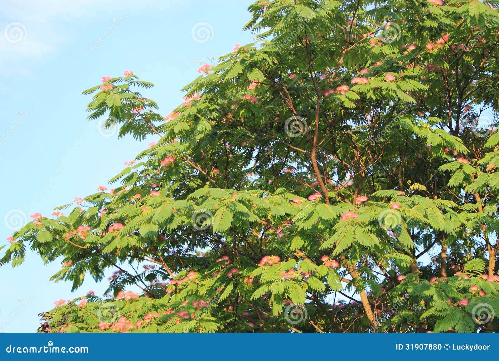 Persian silk tree stock photo. Image of blossom, green - 31907880