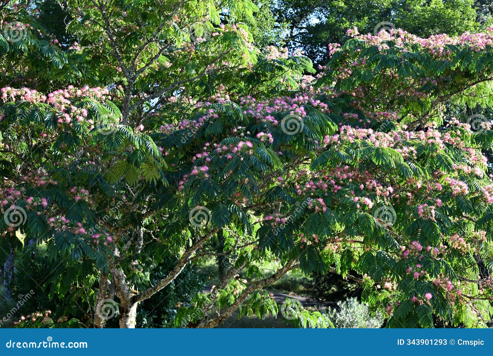 Persian Silk Tree Flower Royalty-Free Stock Photo | CartoonDealer.com ...