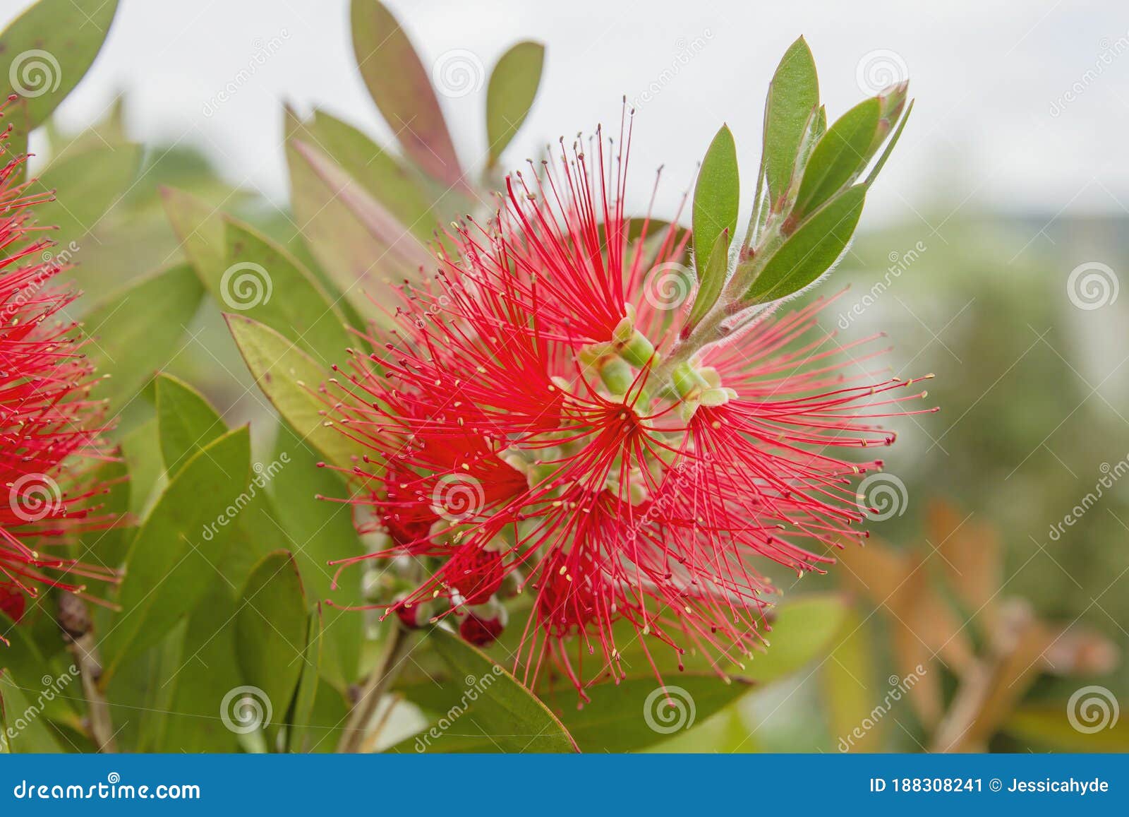 Persian Silk Tree Red Flowers Blooming Stock Image - Image of blossom ...