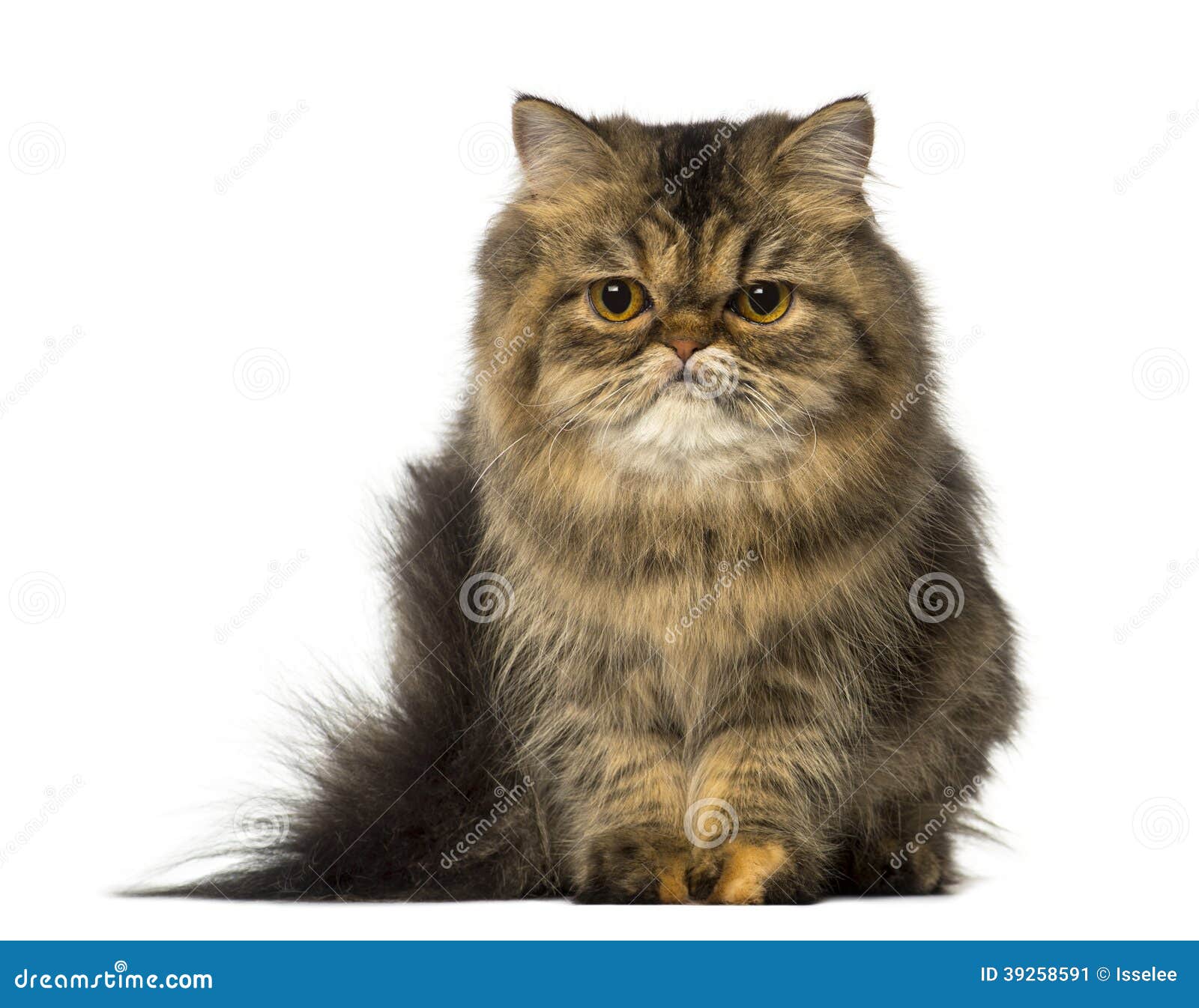 Persian Sitting and Looking Down Stock Image - Image of animal, white ...