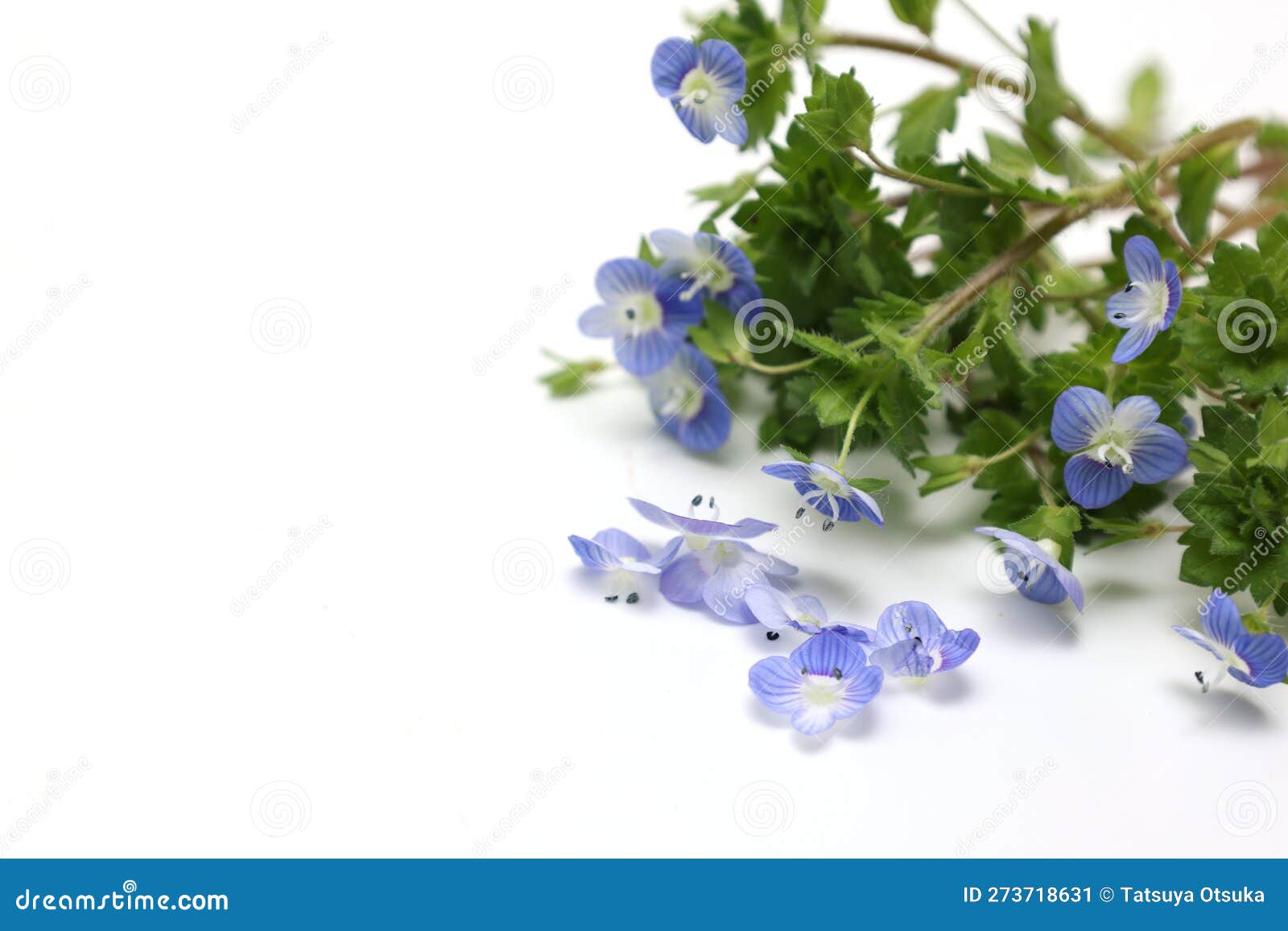 Persian Speedwell Flower Isolated on a White Background Stock Image ...