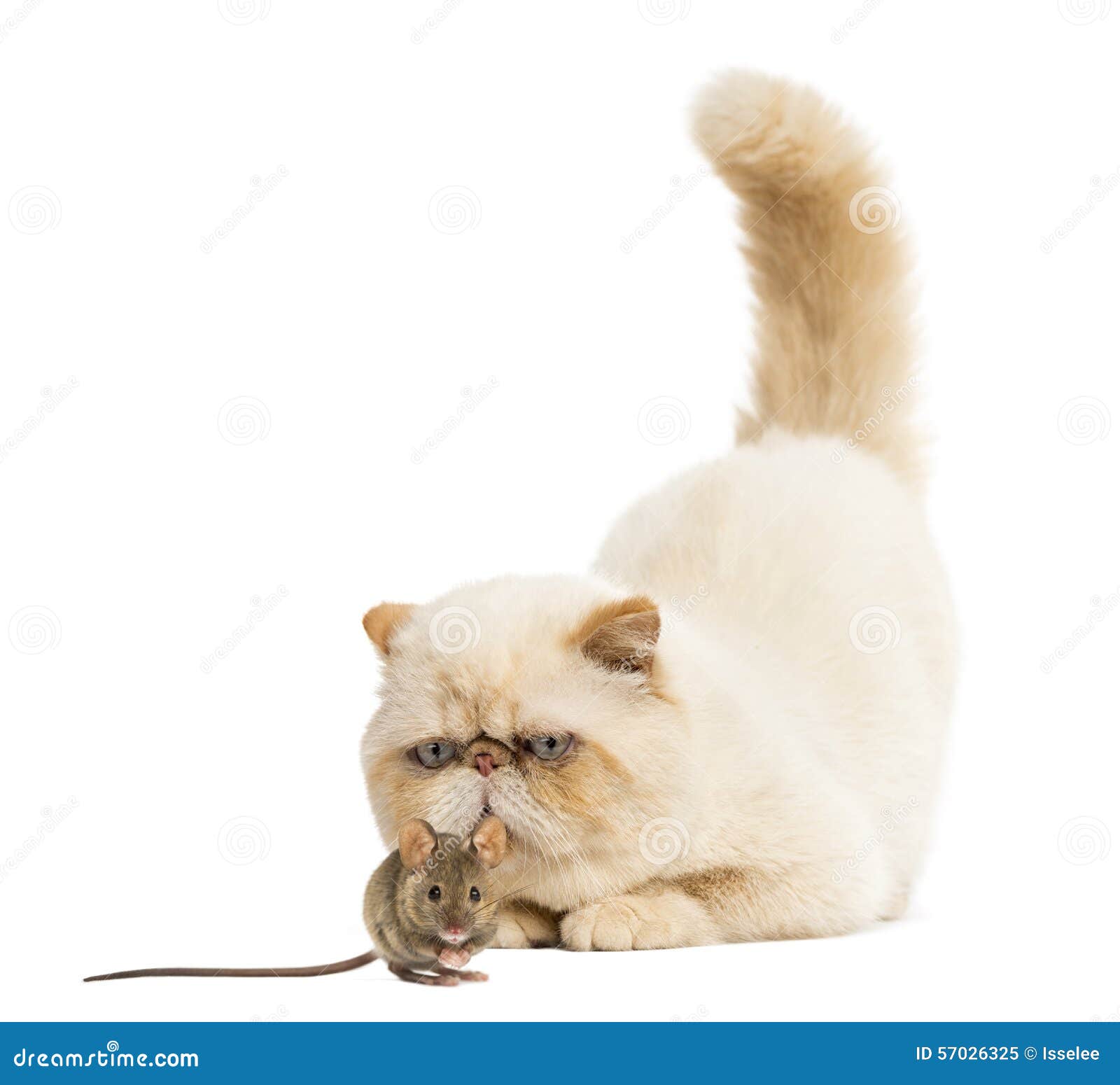 Cat Staring At A Mouse Stock Photo | CartoonDealer.com #8554734