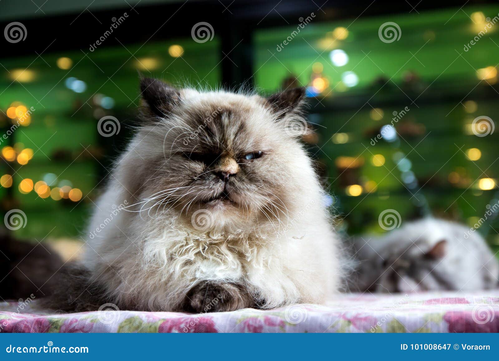 Persian Tabby Cat Stock Image | CartoonDealer.com #101008921