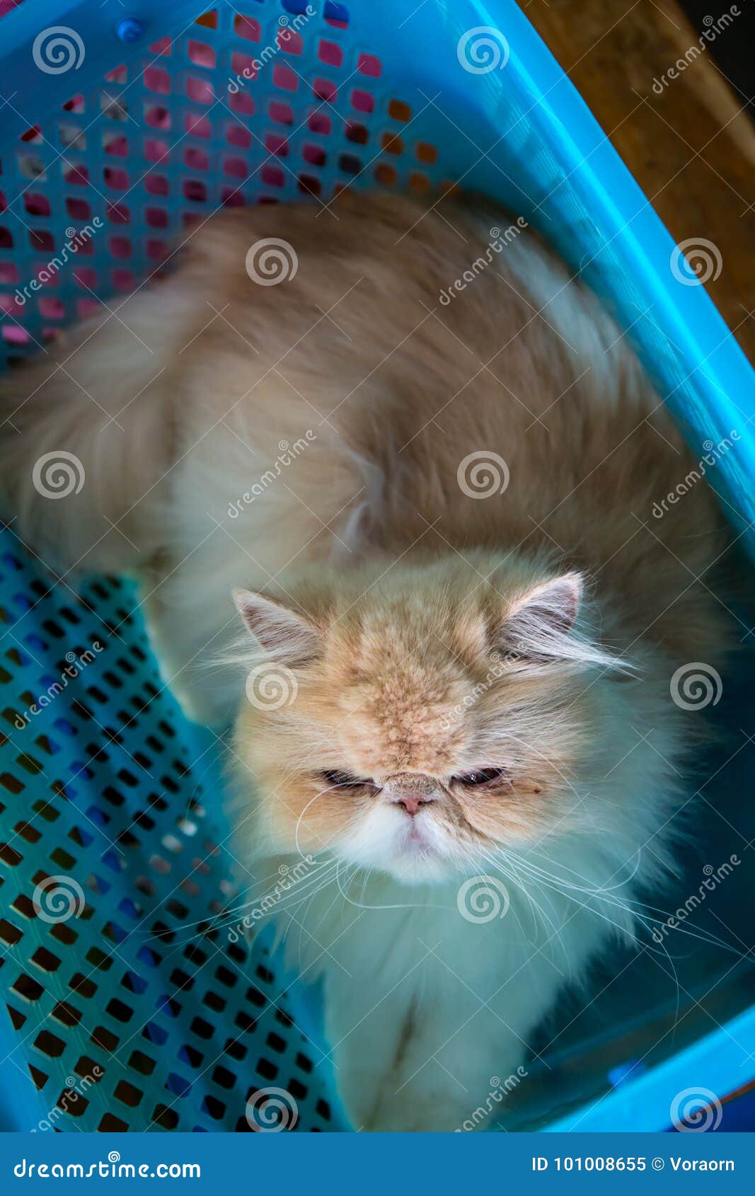 Persian Tabby Cat Stock Image | CartoonDealer.com #101008921