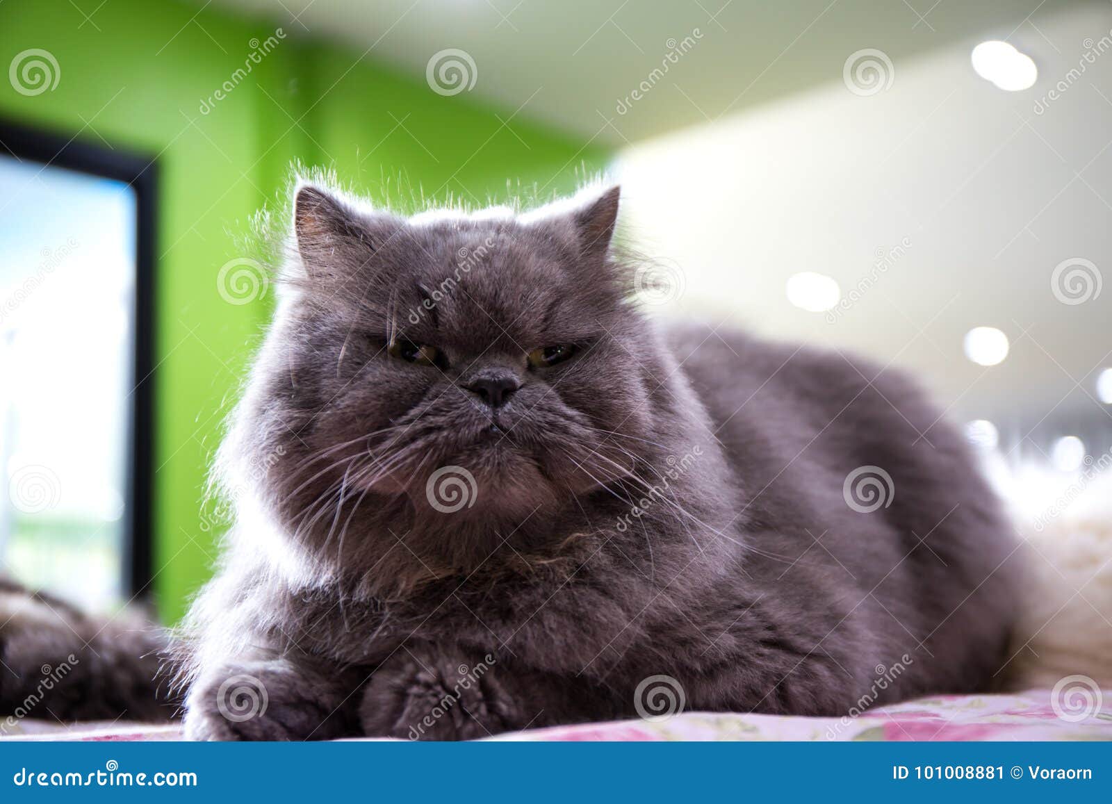 Persian Tabby Cat Stock Image | CartoonDealer.com #101008753