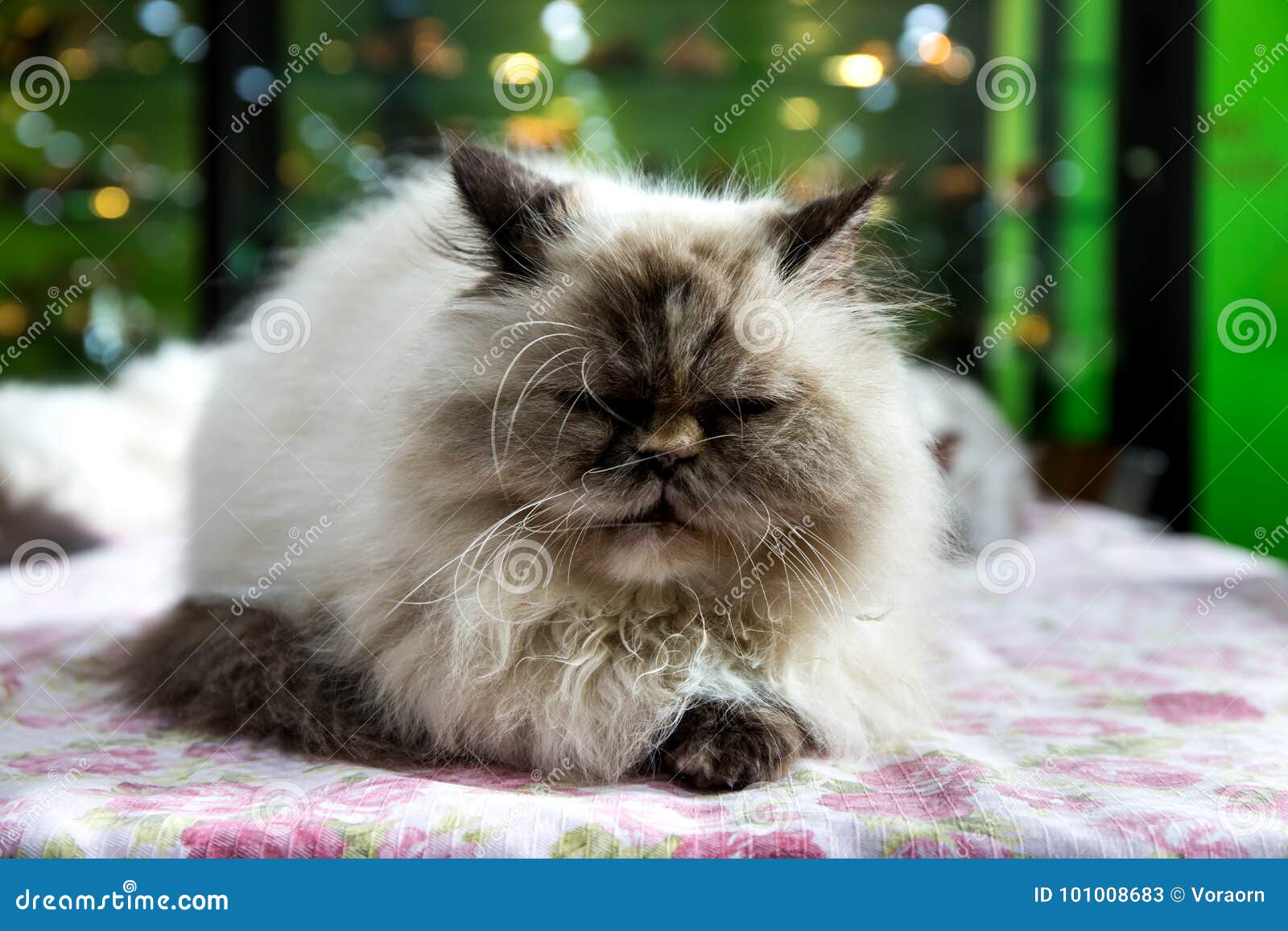 Persian tabby cat stock image. Image of breed, persian - 101008683