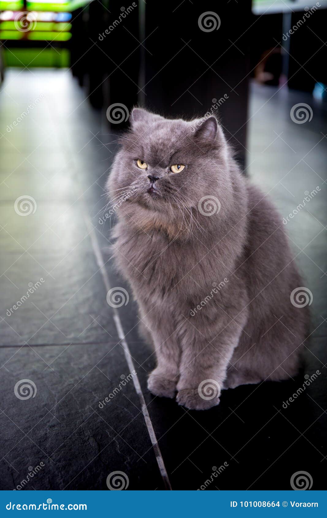 Persian tabby cat stock photo. Image of persian, feline - 101008664