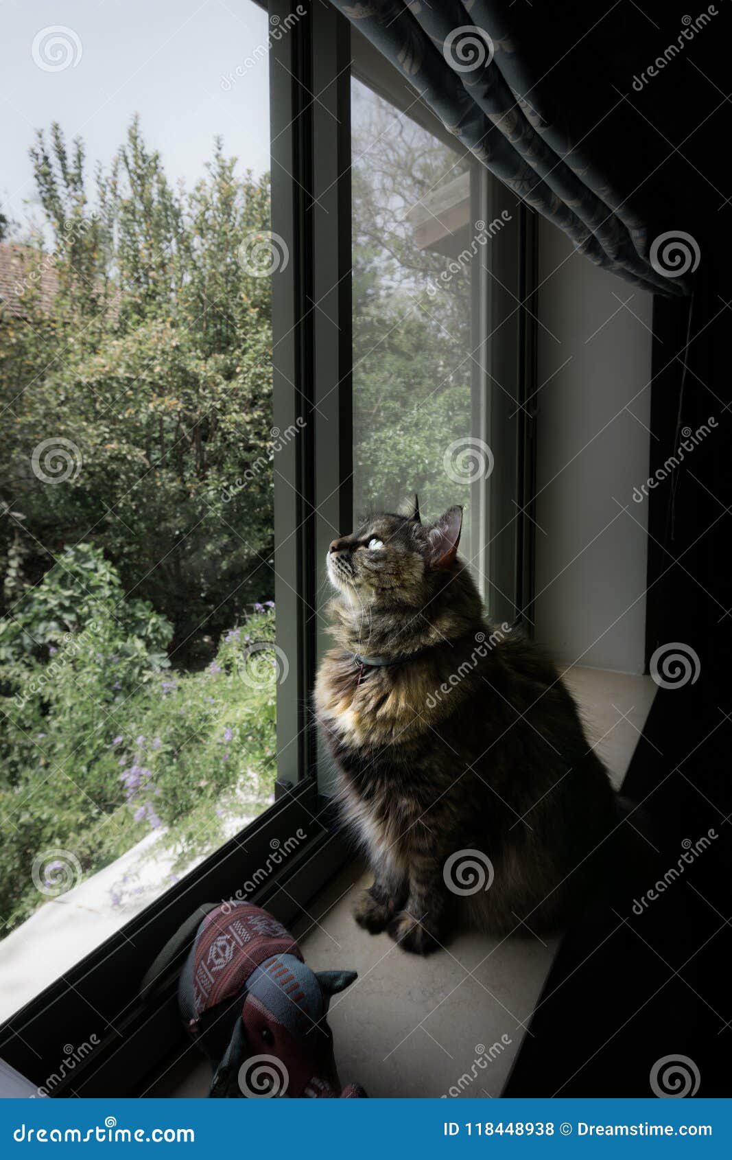 Cat Looking through a Window Stock Photo - Image of blue, hair: 118448938