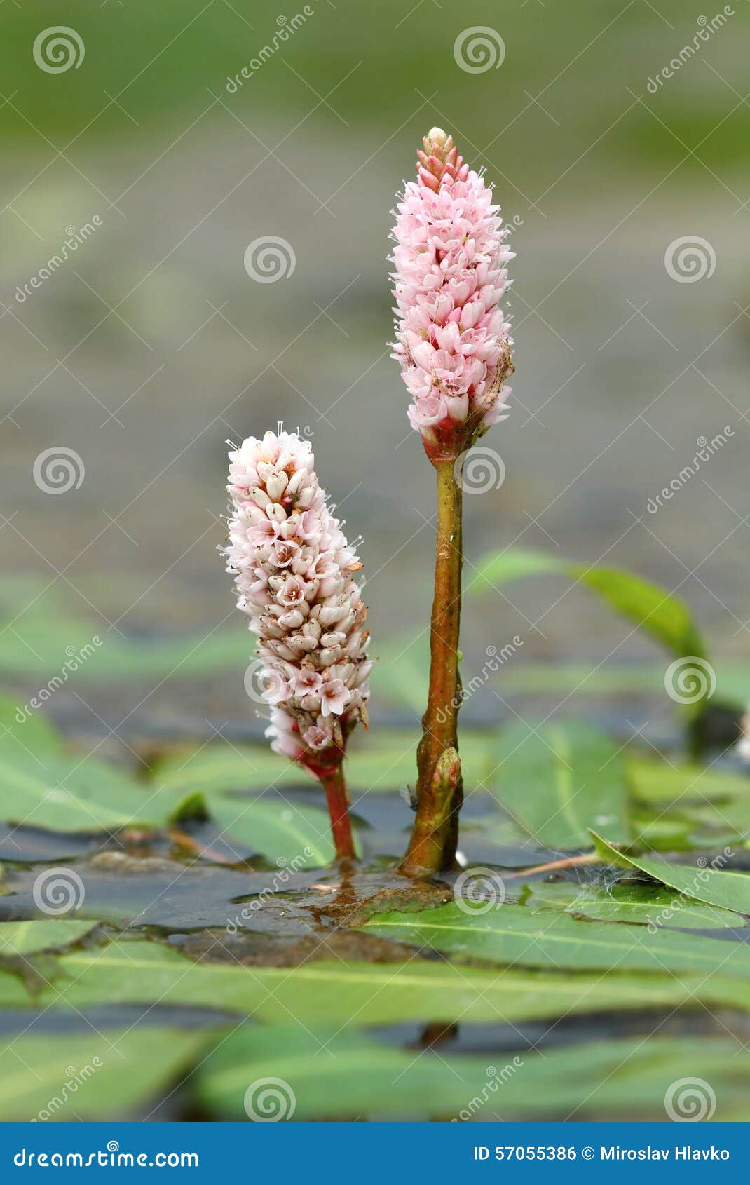 Persicaria Amphibia Stock Photo | CartoonDealer.com #57055386