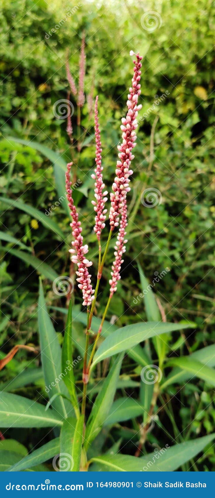 Persicaria Hydropiper is Also Known As Water Pepper Stock Image - Image ...