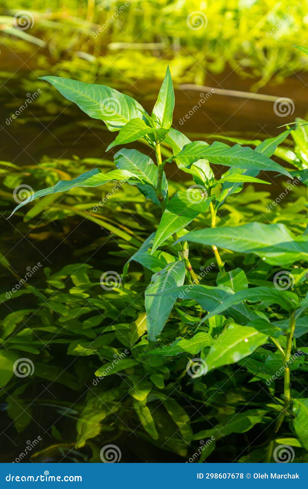 Persicaria Hydropiper Water Pepper Or Marshpepper Knotweed In A Glass ...