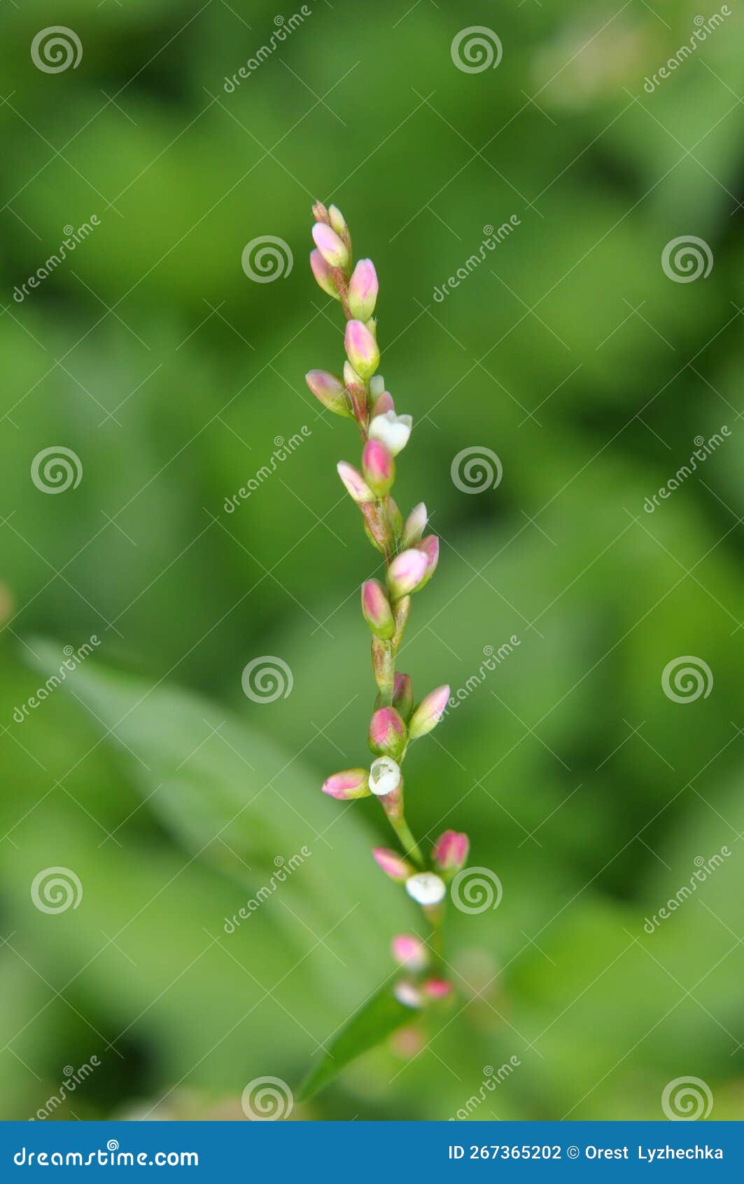 Persicaria Hydropiper Grows in the Wild Stock Photo - Image of little ...