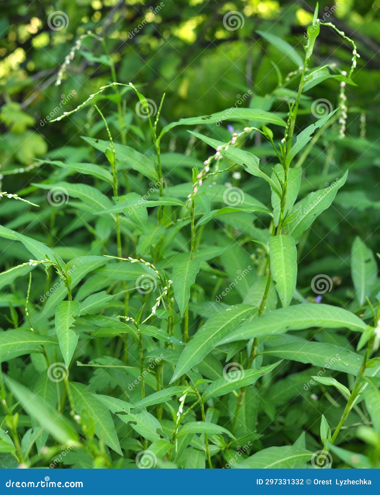 Persicaria Hydropiper Water Pepper Or Marshpepper Knotweed In A Glass ...