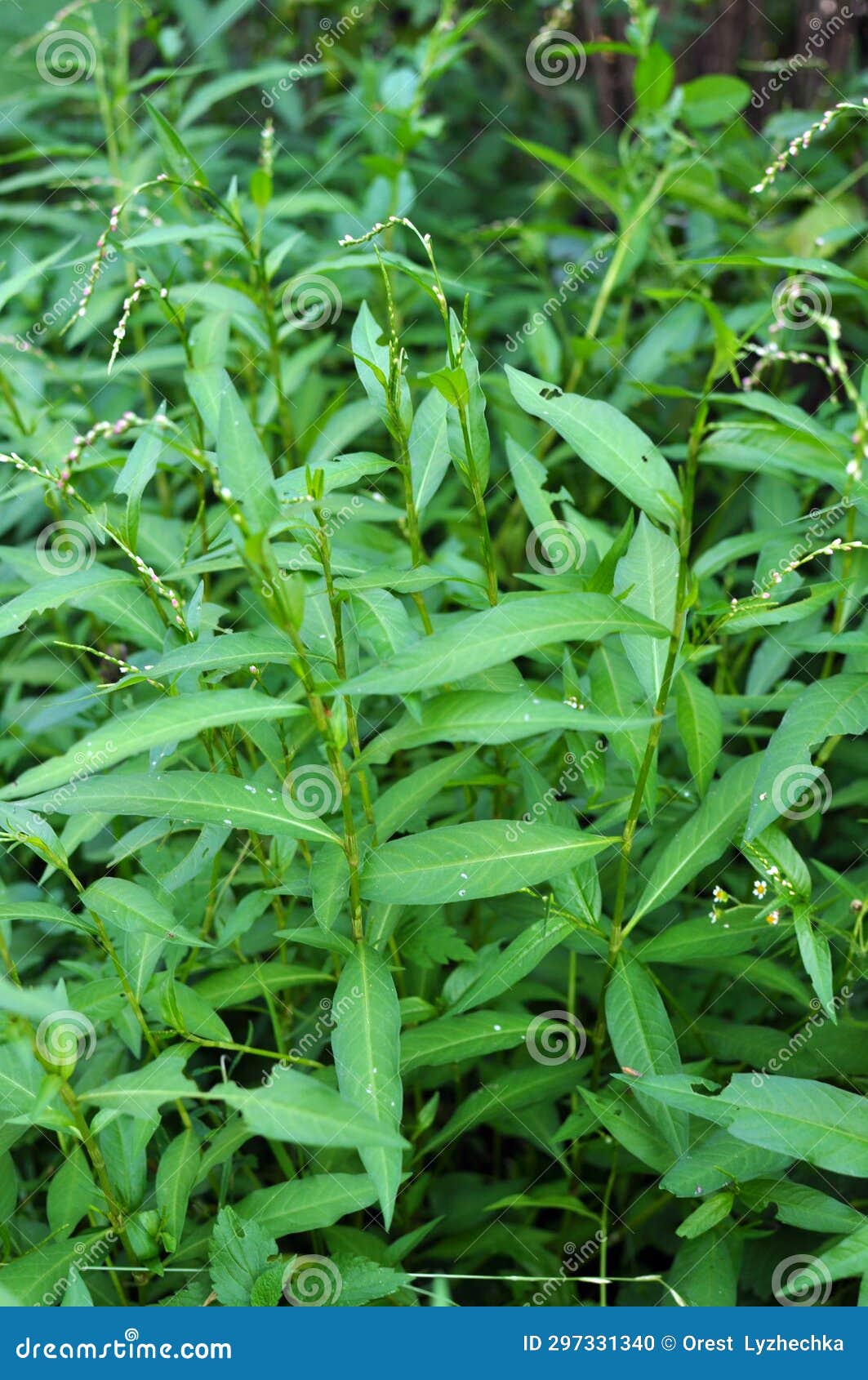 Persicaria Hydropiper Grows in the Wild Stock Photo - Image of lady ...